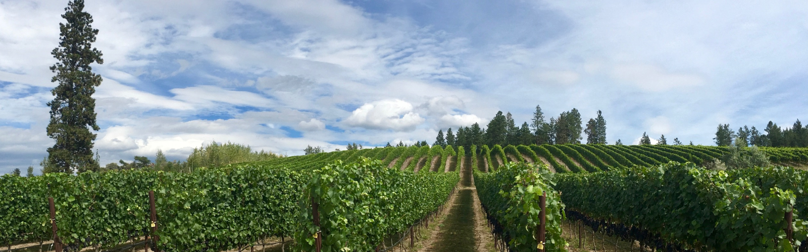 RBC Dominion Securities Penticton & South Okanagan, BC - Our advisors