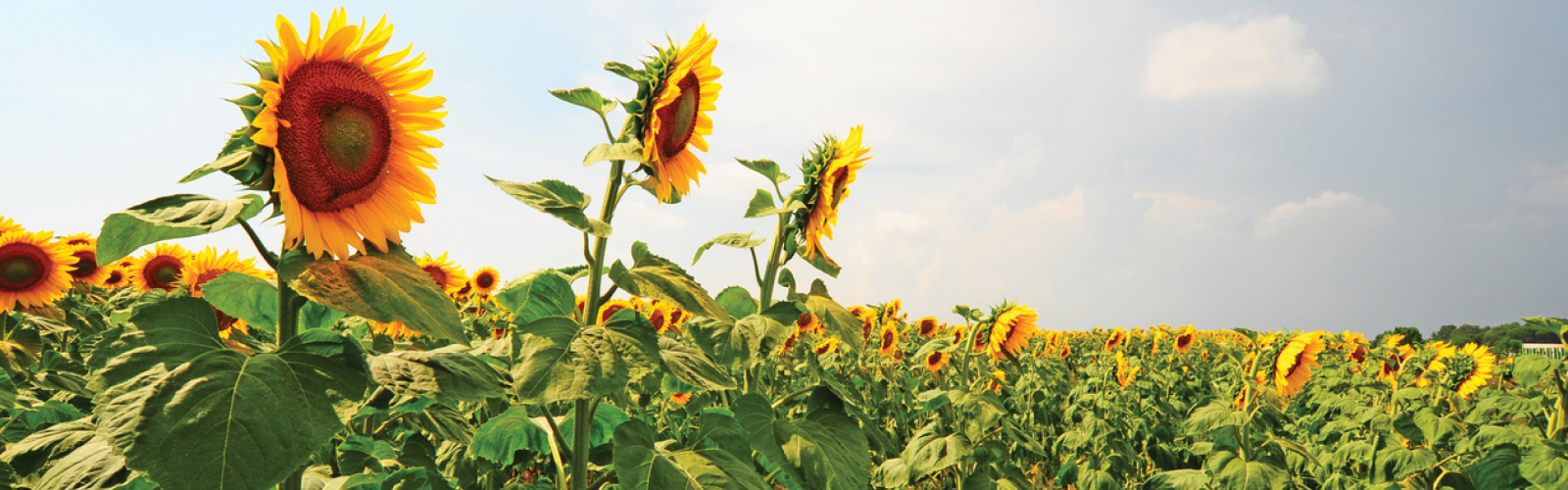 Brantford Branch of RBC Dominion Securities Inc. | Contact us